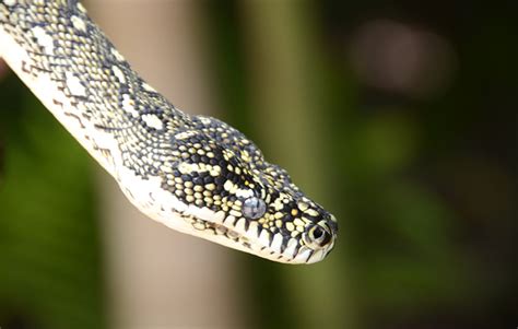 Diamond Python Australia Zoo