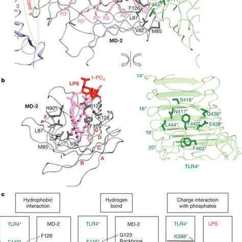 The Main Dimerization Interface Of The Tlr4 Md 2 Lps Complex A Overall
