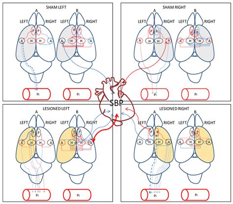 Significant Intra And Inter Hemispheric Correlations Between A Brain Download Scientific