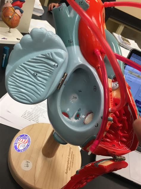 Heart Model Deep View Right Atrium Diagram Quizlet