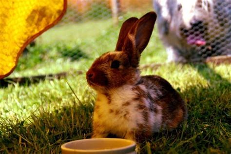Abnormal Behaviour In Rabbits Signs And Solutions Rabbit Life Hack