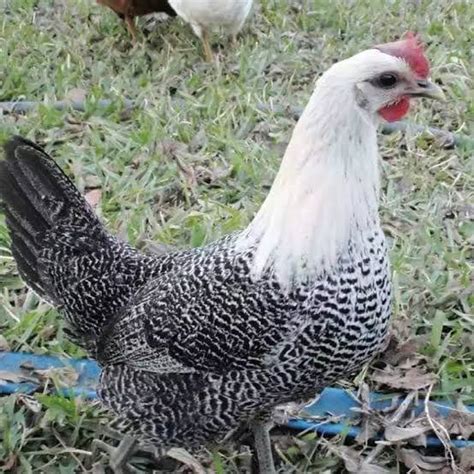 হাটহাজারী মোরগ মুরগির ক্রয় বিক্রয় ও বিতরণ কেন্দ্র