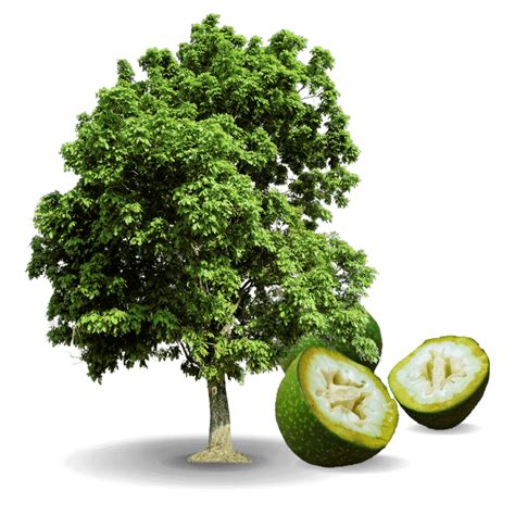 Noix à La Demande Noix Des Signaux