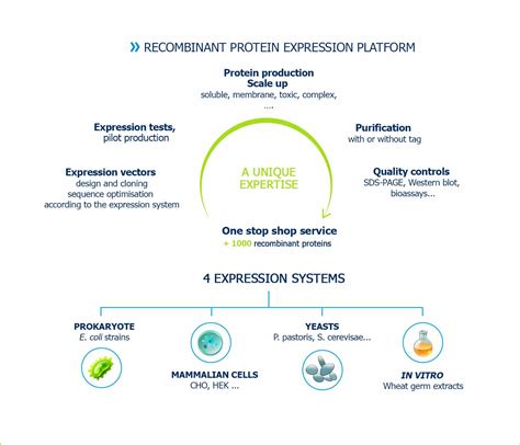 Rd Biotech Production Of Recombinant Proteins In Cho Hek E Coli And In Vitro Systems
