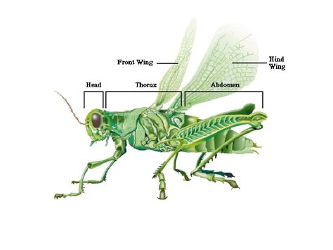 The Grasshopper Classification Domain Kingdom Phylum Subphylum Class The Grasshopper Classification Domain Kingdom Phylum Subphylum Class