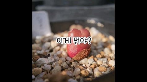 이게 식물이야 반짝반짝 펄감의 빛나는 코노피튬 마우가니의 실제 모습 ️ 젤리식물 희귀식물 코노피튬 마우가니 Youtube