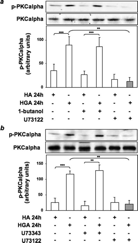 Role Of Plc And Pld In Hga Induced Pkc Activation In L6 Skeletal Muscle