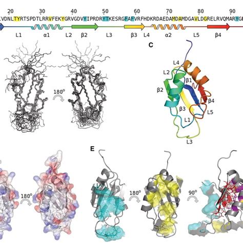 Srsf2 Rna Uv Cross Linking Various Purified Proteins Bsa Download Scientific Diagram