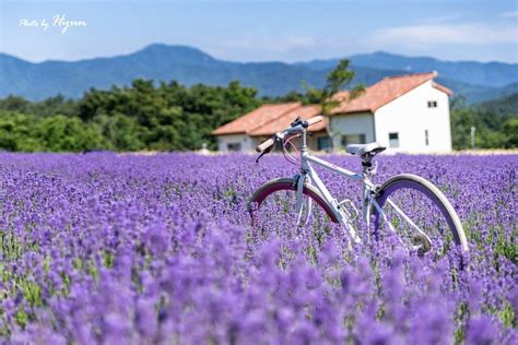 강원도 고성 라벤더 축제 하늬 라벤더팜에서 즐긴 여름의 보라빛 물결 아름다운 자연 풍경 사진 자연스러운