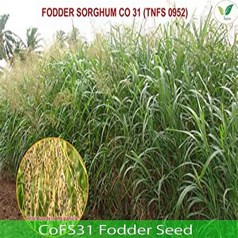 Iagrifarm Fodder Seeds For Cultivation Cofs 31 At ₹ 350kg In Tirunelveli