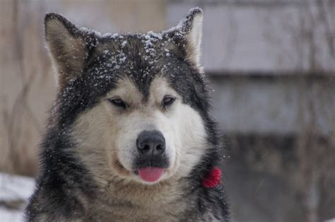 Дослідження Собаки могли навчитися виляти хвостом через любов людей до ритмічних рухів Читайте