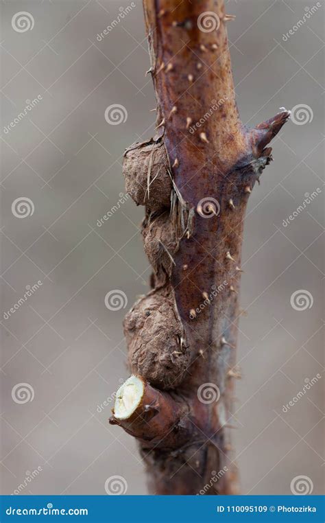 Raspberry Is Infected With Stem Cancer Stock Image Image Of Gallic Nodule 110095109