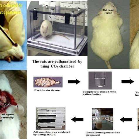 Tissue Homogenate Sample Plasma And Brain Collection And Analysis Steps Download Scientific