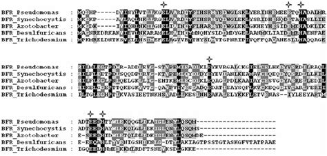 Sequence Alignment For Bacterioferritins And A Homologous Protein In T