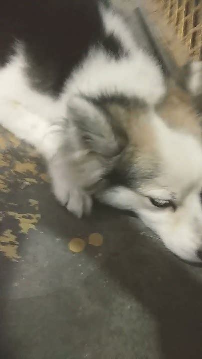 Taffee 😍😍😍😂😂😁👀👀👀🐶🐶🐶🐶🐶🐶 Youtube