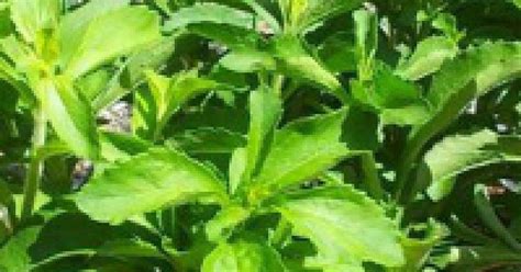 설탕나무 스테비아 설탕 300배 감미성분