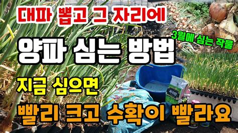 봄양파심는시기 이렇게 심어야 양파를 빨리 키워 수확할수있어요 양파밑거름 병해충방제 네이버 Tv