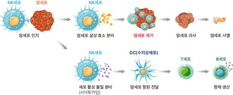 티에스바이오 면역세포솔루션