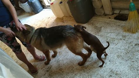 Зоопорно Youtube