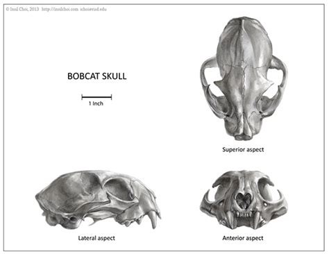 Bobcat Skull 2d 3d On Behance