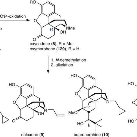 Pdf Synthesis Of Morphine Alkaloids And Derivatives