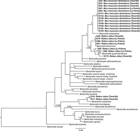 Bayesian Phylogenetic Analysis Of Concatenated Glta And Rpob Genes The Download Scientific