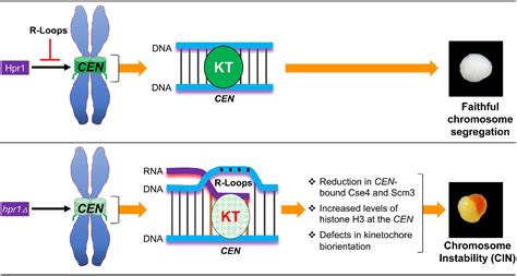 R Loops At Centromeric Chromatin Contribute To Defects In Kinetochore Integrity And Chromosomal