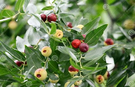 The Wild Jujube Trees Are Laden With Ripe Fruits Stock Image Image