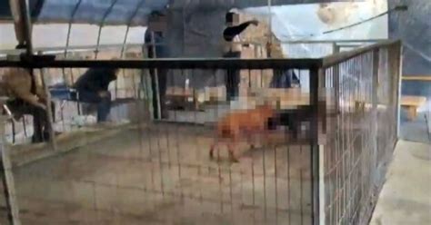 “가게 잘 안 돼서…” 식당 뒤뜰에 몰래 투견장 만든 업주 범행 동기