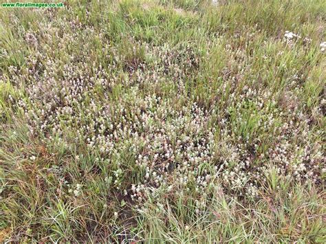 Hypericum Elodes Picture 6 Of 7