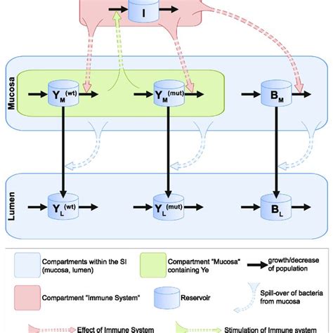 schematic graphical depiction of the model composition and interaction