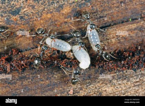 Garden Ant Lasius Sp Worker Ants Caring To Larvae After Nest Was