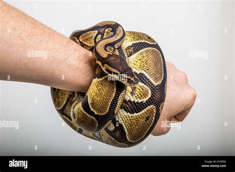 Royal Python Coiled Hi Res Stock Photography And Images Alamy