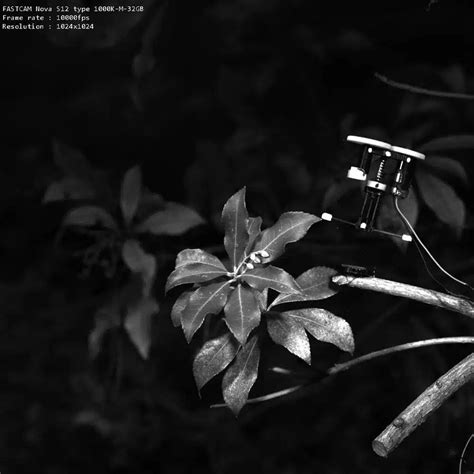 New Improved Latch Control Helps Build Robots That Leap Like Grasshoppers