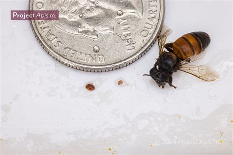 Tropilaelaps — Honey Bee Pests