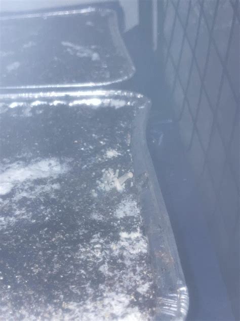 Tiny Fruits Ttbvi Rpancyan