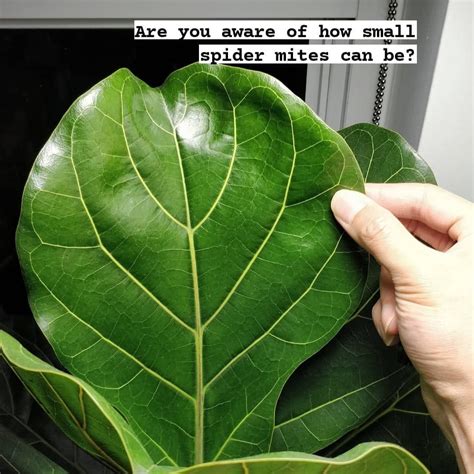 Darryl Cheng On Instagram There Are Many Different Types Of Spider Mites Different Colors