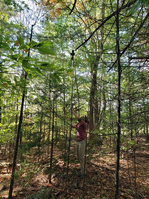 Unh Researchers Identify More Effective Method To Delineate Tree Crowns