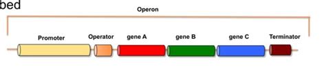 Bio Chapter 14 Flashcards Quizlet