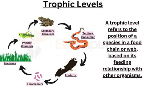 Trophic Levels Definition At Tayla Thornton Blog