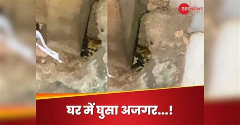 python viral video घर में धड़धड़ा कर घुसा अजगर पाइप में घुसे मोटे सांप को देख लोगों की अटकी