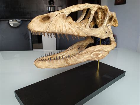 Deinonychus Skull Replica