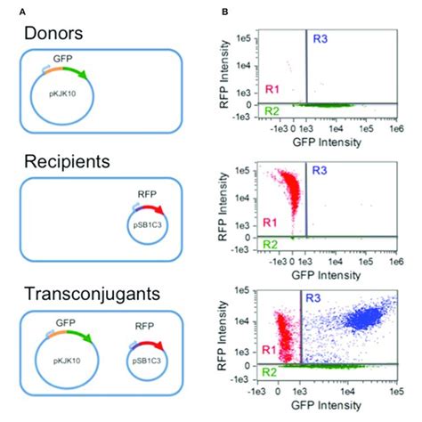 Populations And Flow Cytometry Gates A Three Populations Were