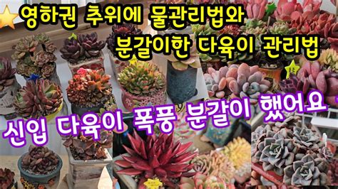 영하권 날씨 물관수법과 분갈이한 다육이 케어법 🌸신입 다육이 폭풍 분갈이 했어요 ~🌼물고픈 다육이 이렇게 해요~😆 Youtube