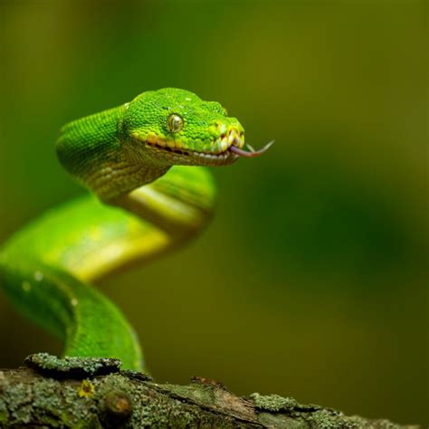 Green Tree Python Of The Daintree Rainforest North Queensland