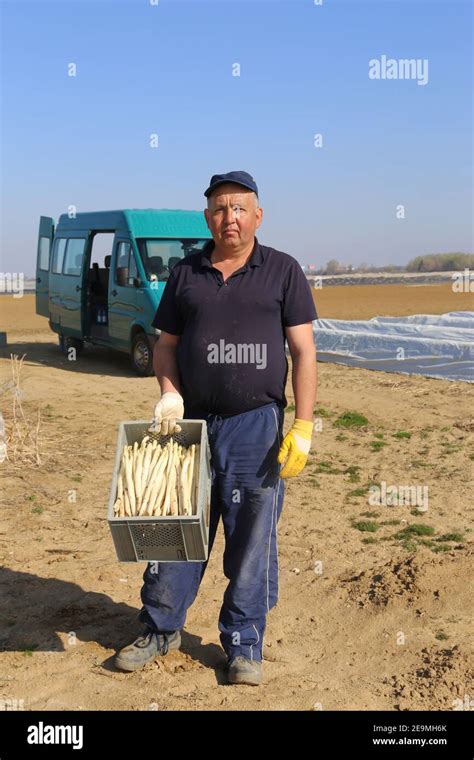 Romanian Harvest Worker Harvesting Asparagus In Germany Model Released