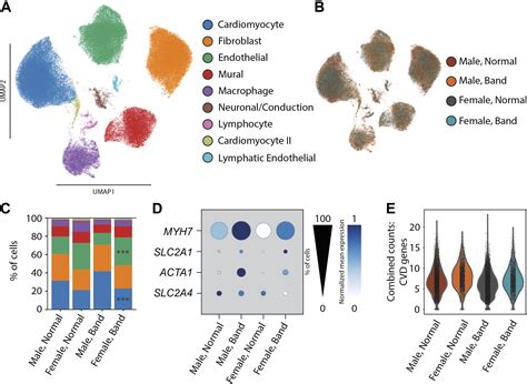 Sex Specific Responses To Slow Progressive Pressure Overload In A Large