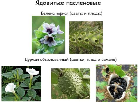 Семейство пасленовых — Гипермаркет знаний