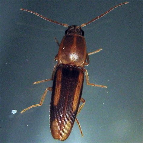 Tobacco Wireworm Monocrepidius Vespertinus Bugguide Net