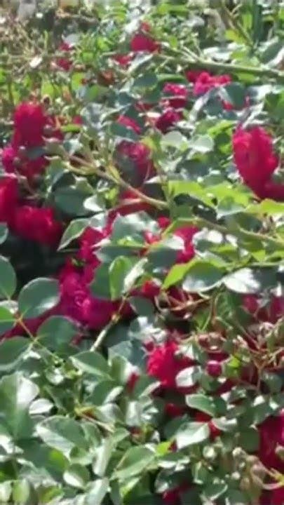 Почвопокровные розы укрытие на зиму Youtube